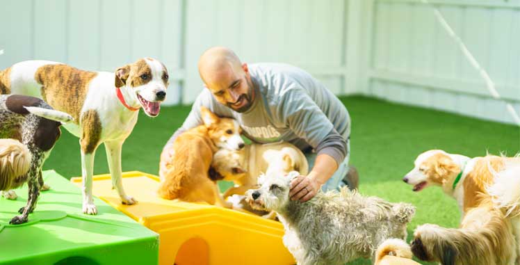 Dog Boarding In Hillcrest San Diego CA Paw Commons Pet Resort